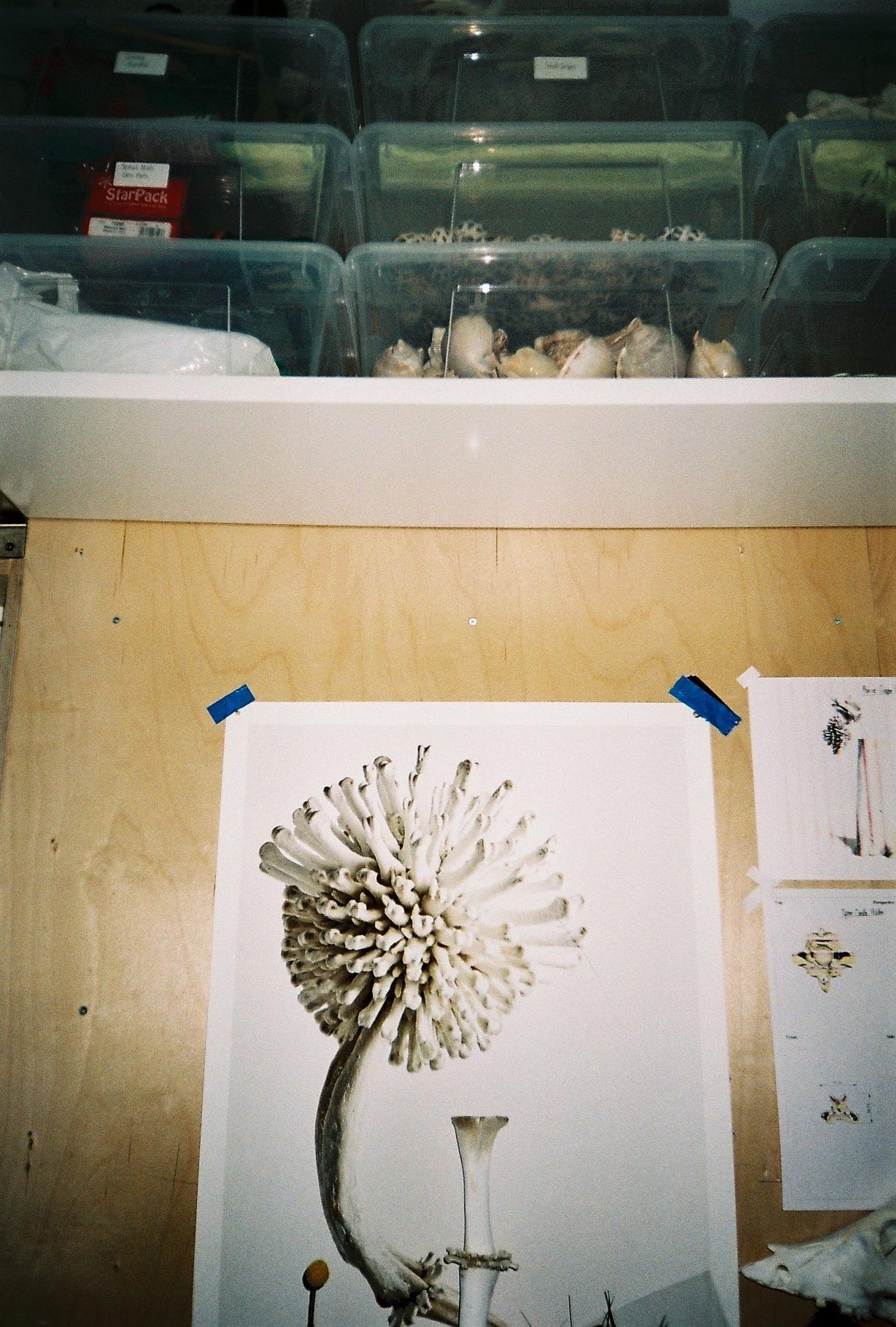 Journal: Emma Witter by Anna Souter — DATEAGLE ART